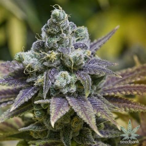 Purple Urkle Seeds Purple Urkle Strain Cannabis Seeds