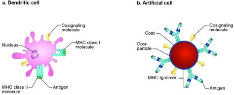 Structures Of Natural And Artificial Cell Based Delivery Systems A Download Scientific