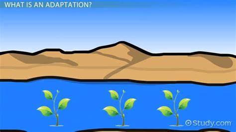 Hydrophytes Mesophytes And Xerophytes Definition And Examples Lesson