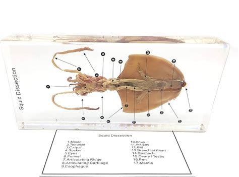 Squid Dissection Pen