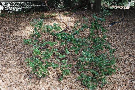 Plantfiles Pictures Arctostaphylos Manzanita White Cloud