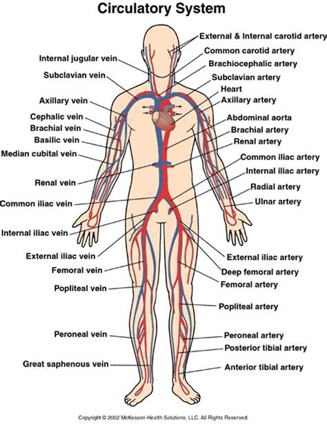 Circulatory System Diagram Veins And Arteries Chapter 20 The