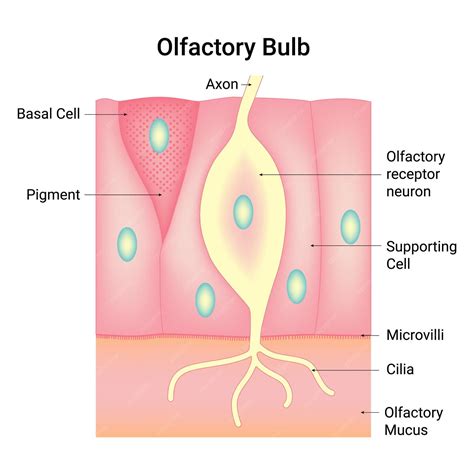 Premium Vector Olfactory Bulb Axon Basal Cell Pigment Olfactory