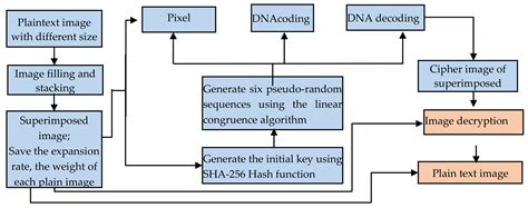 A Multiple Medical Image Encryption Method Based On Sha 256 And Dna