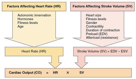 Medicine Cardiac Output Handwiki