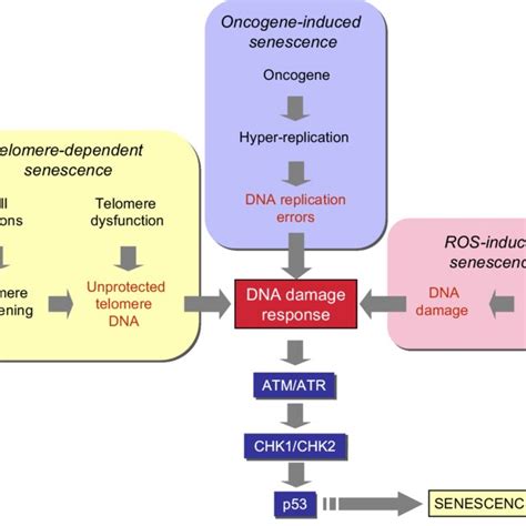 Dna Damage And P53 Activation Play A Central Role In Different