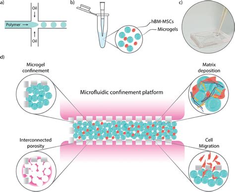 Microfluidic Confinement Device For The Controlled Generation Of