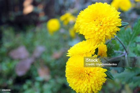 Krisan Kuning Foto Stok Unduh Gambar Sekarang Afeksi Emosi Positif Alam Aster Keluarga