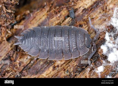 Rough Woodlice Porcellio Scaber Terrestrial Crustaceans In The