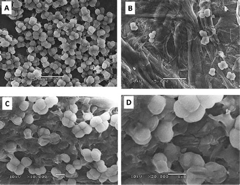 Sem Analysis Of Non Treated Control Bacterial Cells A And S Aureus