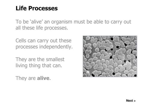 Cells Ppt Download