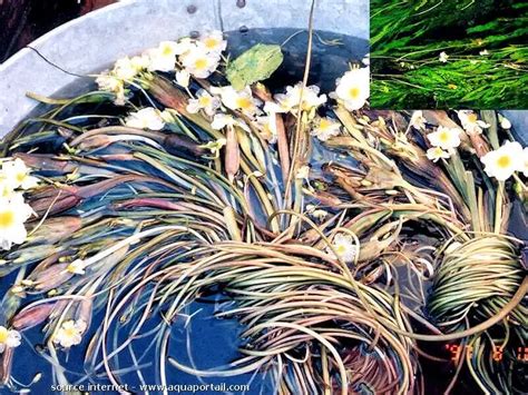 Ottelia Acuminata Ottélie Acuminée