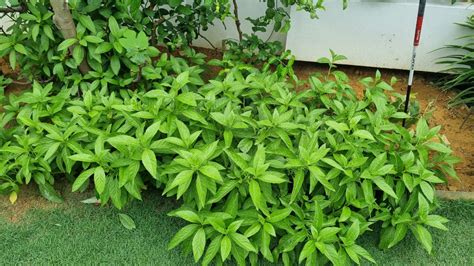 Longevity Cutting Furniture And Home Living Gardening Plants And Seeds