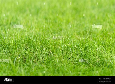 Green Grass Lawn In The Garden Green Flooring Making Concept Football Pitch Training Or Golf