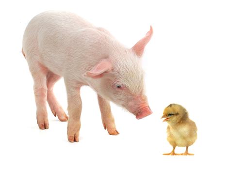 Отпуснаха 6 млн лева за хуманно отношение към свине и птици Nova Bg