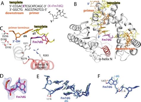 Single Nucleotide Gapped Binary Structure Of Polβ In Complex With Dna Download Scientific