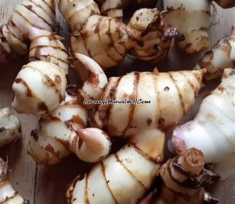 Menggali Keunggulan Umbi Ganyong Lereng Muria Media Informasi Digital