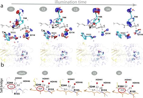 Figure 3 From Light Activation Of Orange Carotenoid Protein Reveals