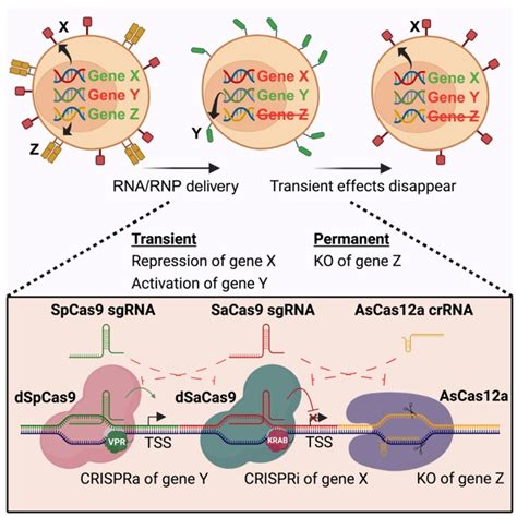 🟥 Dual And Multiplex Crispr Systems For Simultaneous Regulation And Editing Of Genes