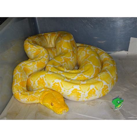 Albino Reticulated Python 6ft Strictly Reptiles