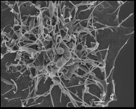 Jost Enninga Dynamics Of Host Pathogen Interactions • Research
