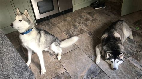 Food Time With Huskies Difference Between Male And Female YouTube