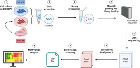 Reliable Investigation Of Dna Methylation Using Oxford Nanopore Technologies Pmc