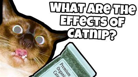 What Are The Effects Of Catnip Youtube