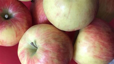 Уничтоженные в Брянске 20 тонн яблок из Польши предложили отдать скоту Брянские новости