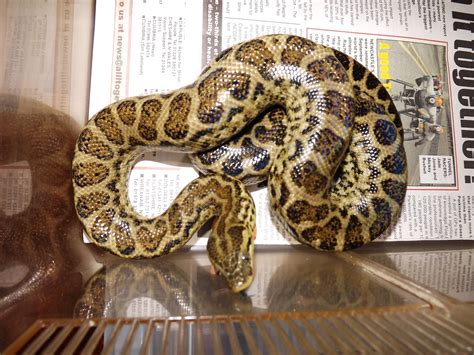 Hybrid Anaconda Anaconda Snake Critter