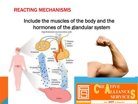 Ppt Physiological Basis Of Behavior Powerpoint Presentation Free