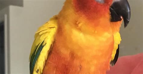 Missing Bird Album On Imgur