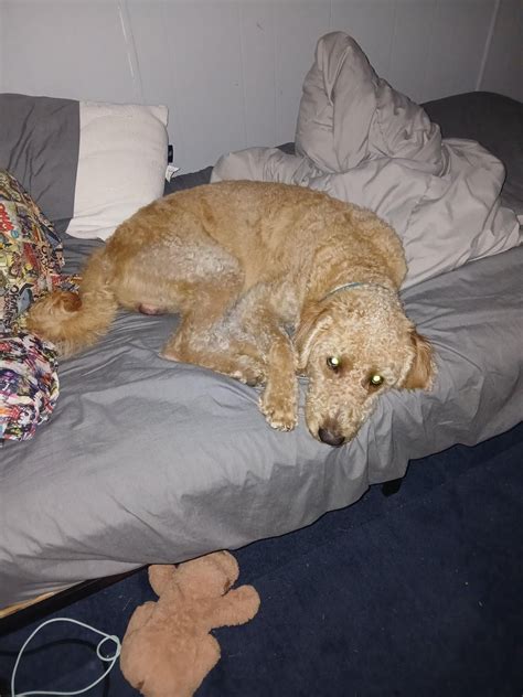 Can Someone Draw My Percy Boy Badly Rredditgetsdrawnbadly