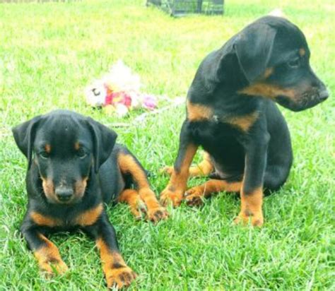 Nemški Lovski Terier