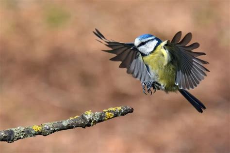 Garden Birds In Ireland Identification Guide With Useful Tips