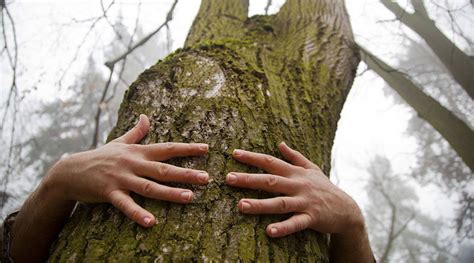 How To Climb A Tree With Bare Hands Climb Daily