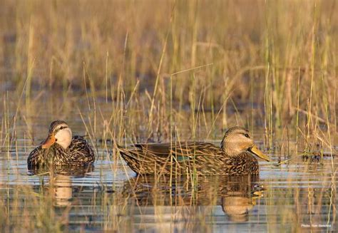 Mottled Duck Ducks Unlimited