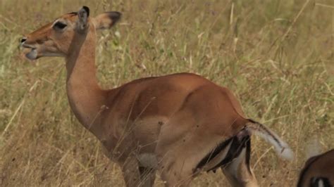 71 Anus Close Up Stock Videos Footage And 4k Video Clips Getty Images