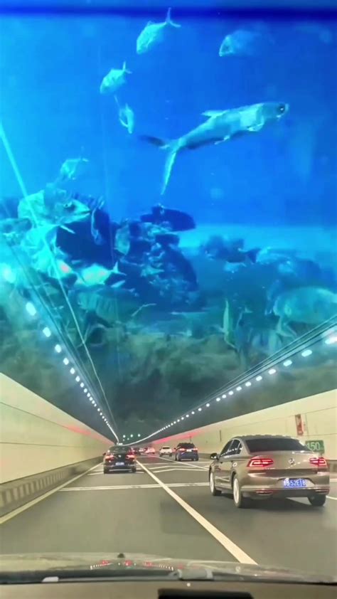 📍 ️ 💙 The Undersea Tunnel In Qingdao China 🐋 3d Projector Made I
