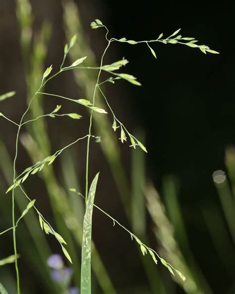 Marsh Bluegrass Search Native Plant Hub