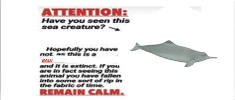 attention r dolphins