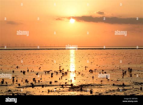 Slender Grasswort Glasswort Common Glasswort Salicornia Europaea Agg Sunset In The Wadden