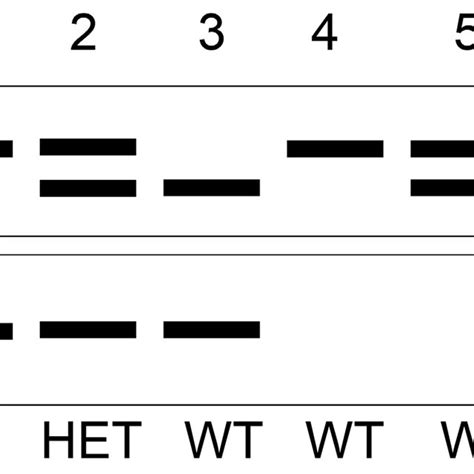 Schematic Figure Of Genotyping For Evaluating Conditional Knockout Mice