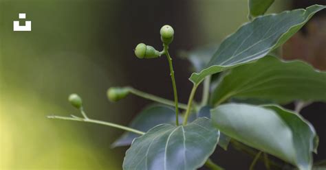 나뭇잎이 있는 녹색 식물의 클로즈업 사진 Unsplash의 무료 녹나무 열매 이미지