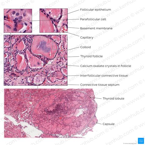 Discover Thyroid Gland Histology Art Activity Uncover Secrets
