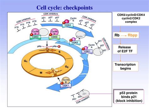 Role Of Cell Cycle Checkpoints In Cancer At Christopher Romero Blog