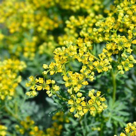 Rue Plants For Sale Ruta Graveolens