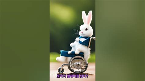 휠체어 타는 토끼 이런 일이 세상에 Youtube