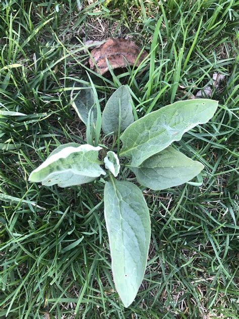 Wild Comfrey Vs Houndstongue R Herbalism