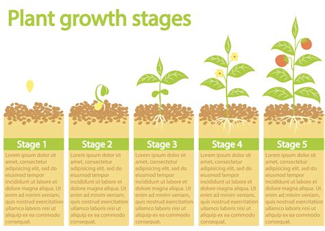 Stages Of Plant Growth Ks2 At Taj Mathew Blog